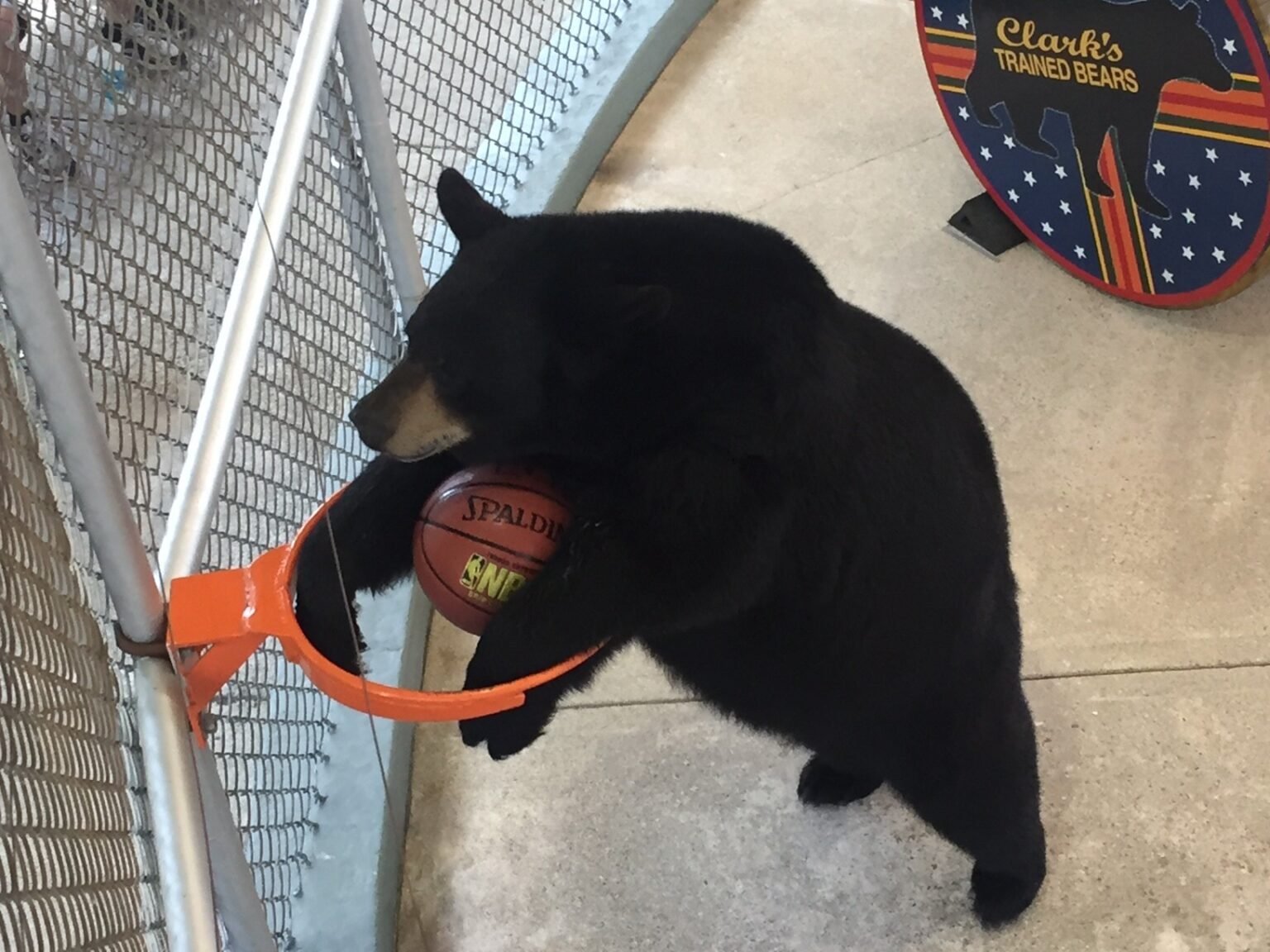 18 Best & Fun Things To Do In Lincoln, NH (2026) - Chief Tourist